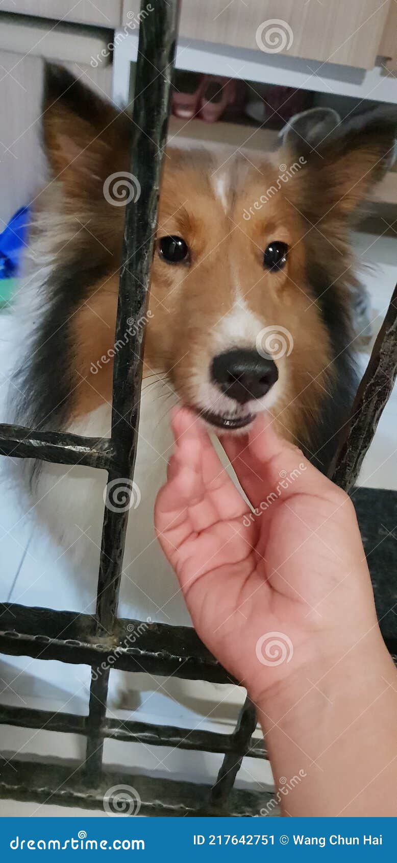 Dog behind the gate stock image. Image of animal, puppy - 217642751