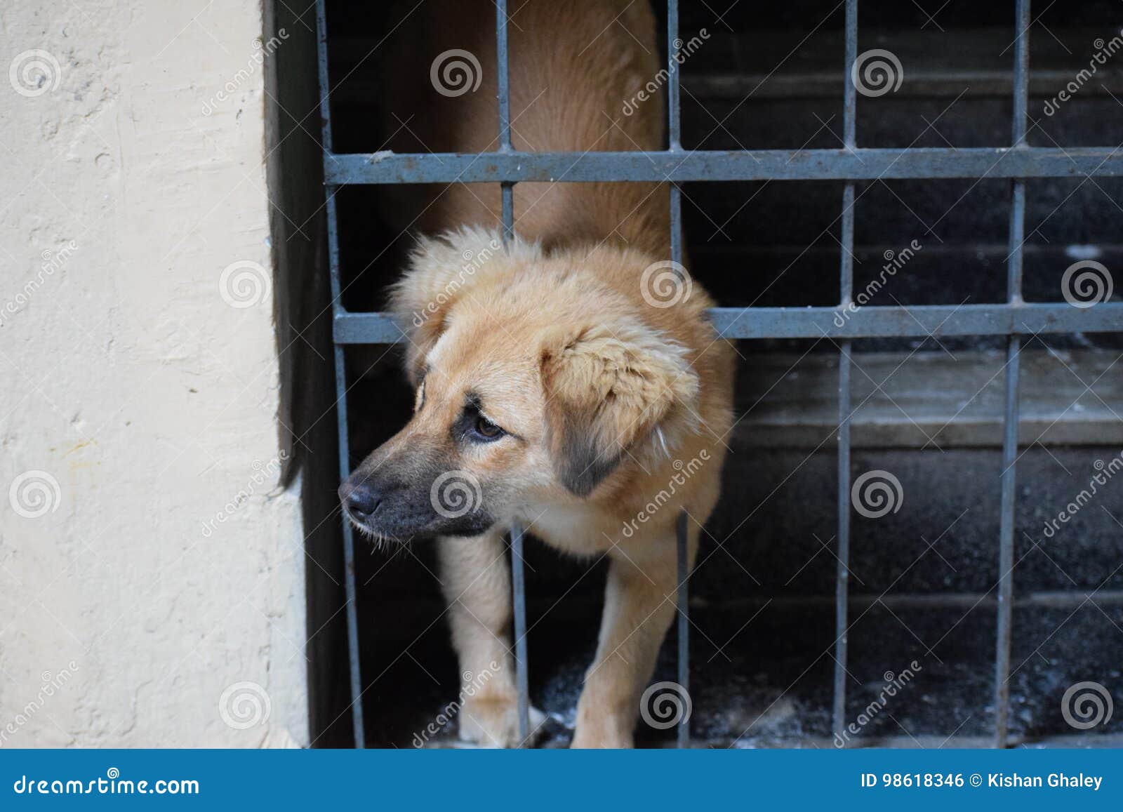 Dog behind the gate stock photo. Image of home, gate - 98618346