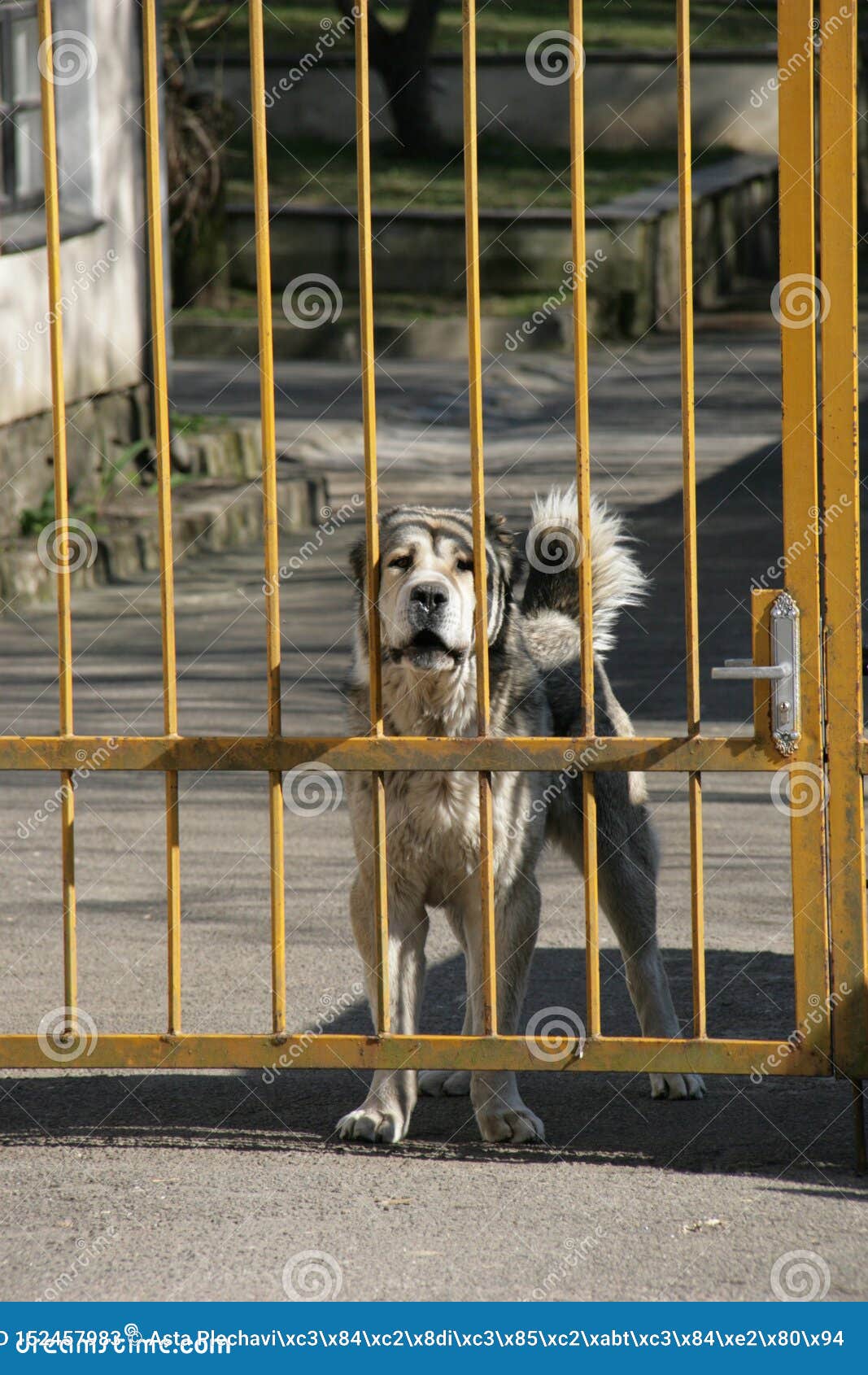 Dog behind the gates stock image. Image of outdoors - 152457983