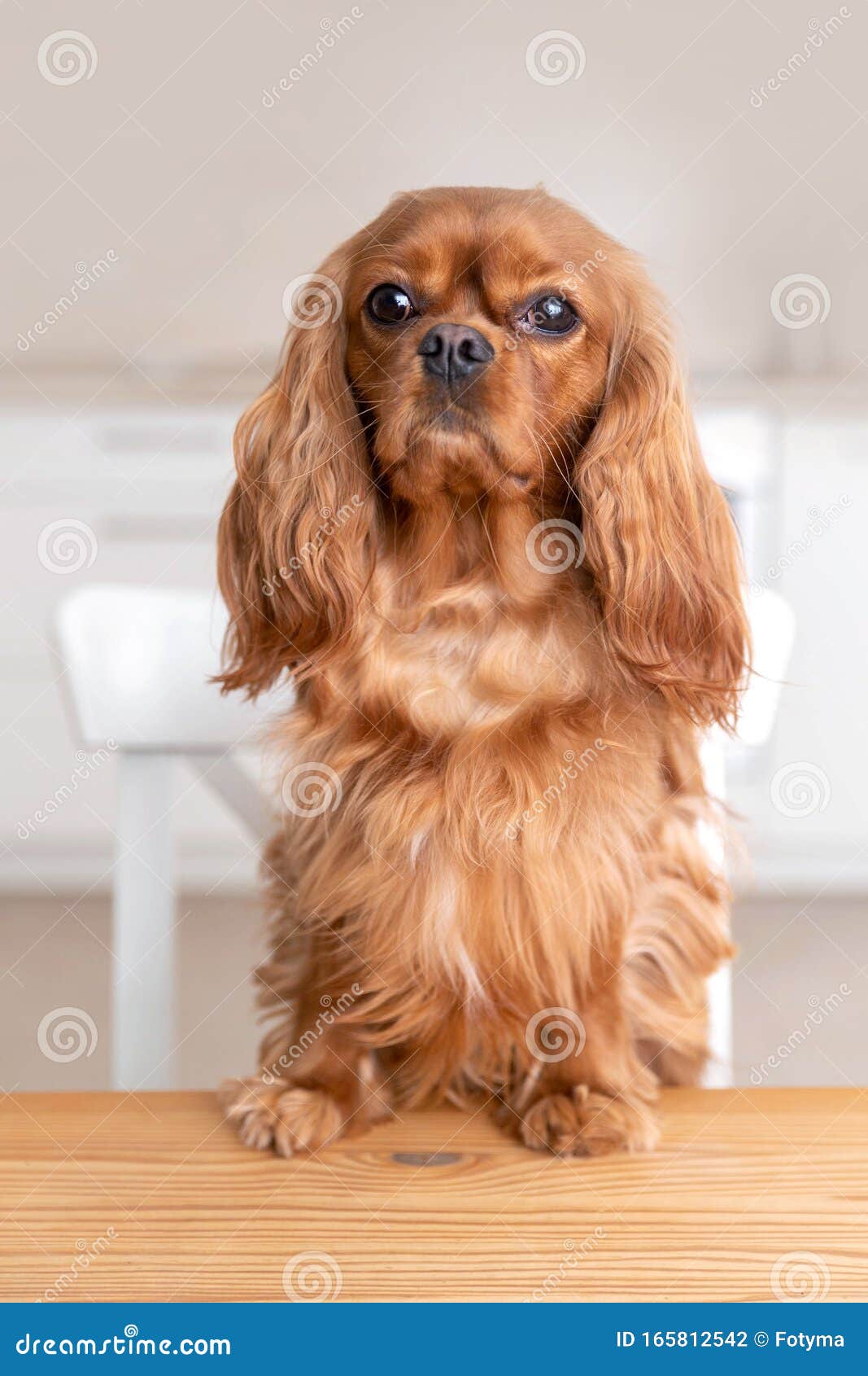 Dog Behind the Kitchen Table Stock Photo - Image of head, adorable ...