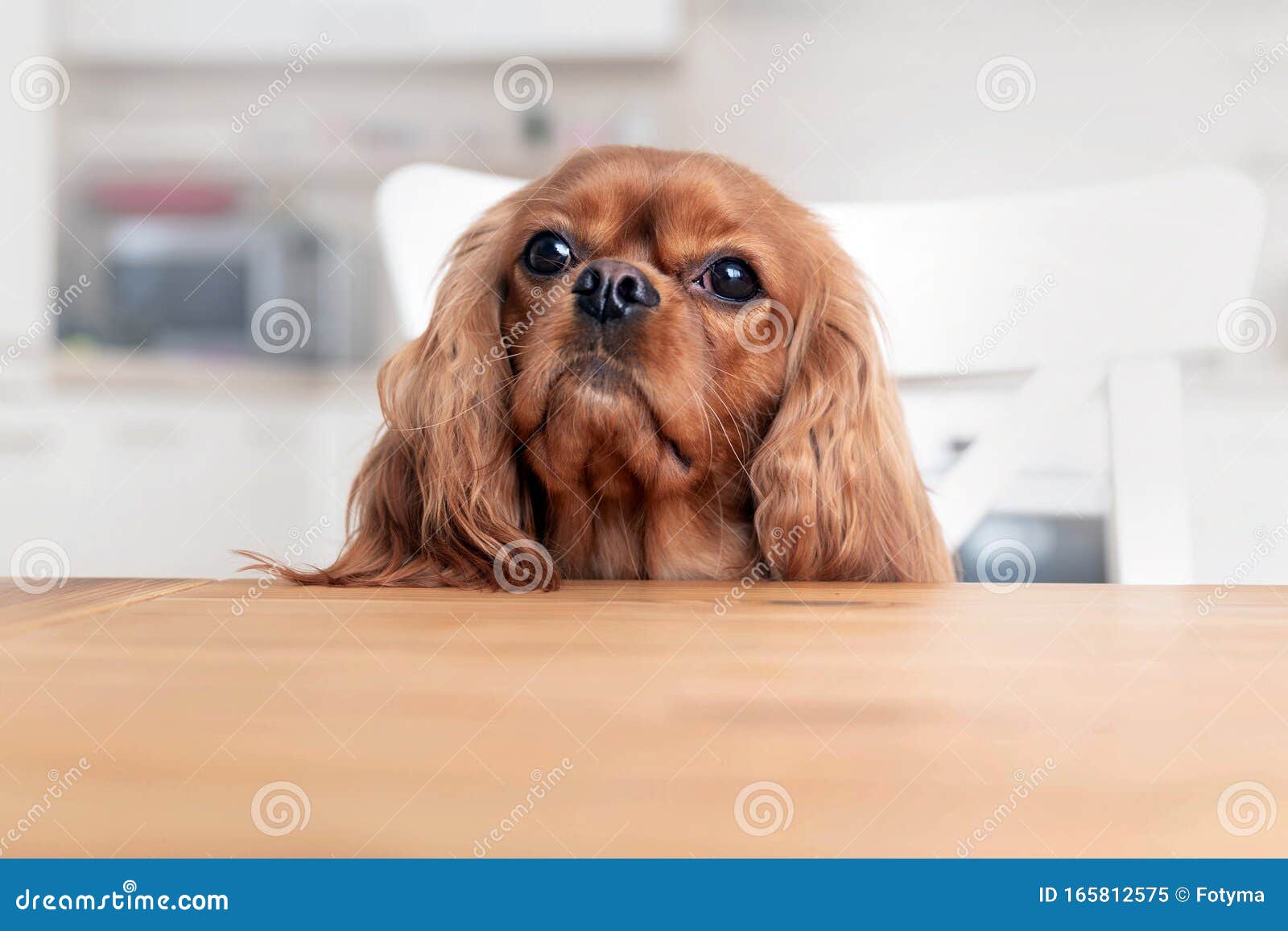Dog Behind the Kitchen Table Stock Image - Image of table, funny: 165812575
