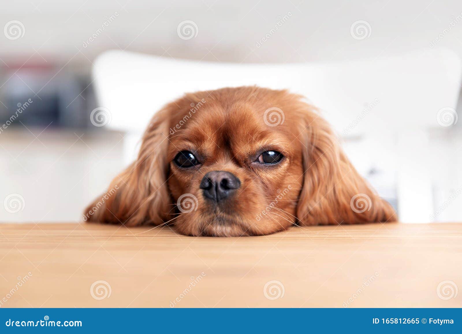 Dog Behind the Kitchen Table Stock Image - Image of funny, spaniel ...