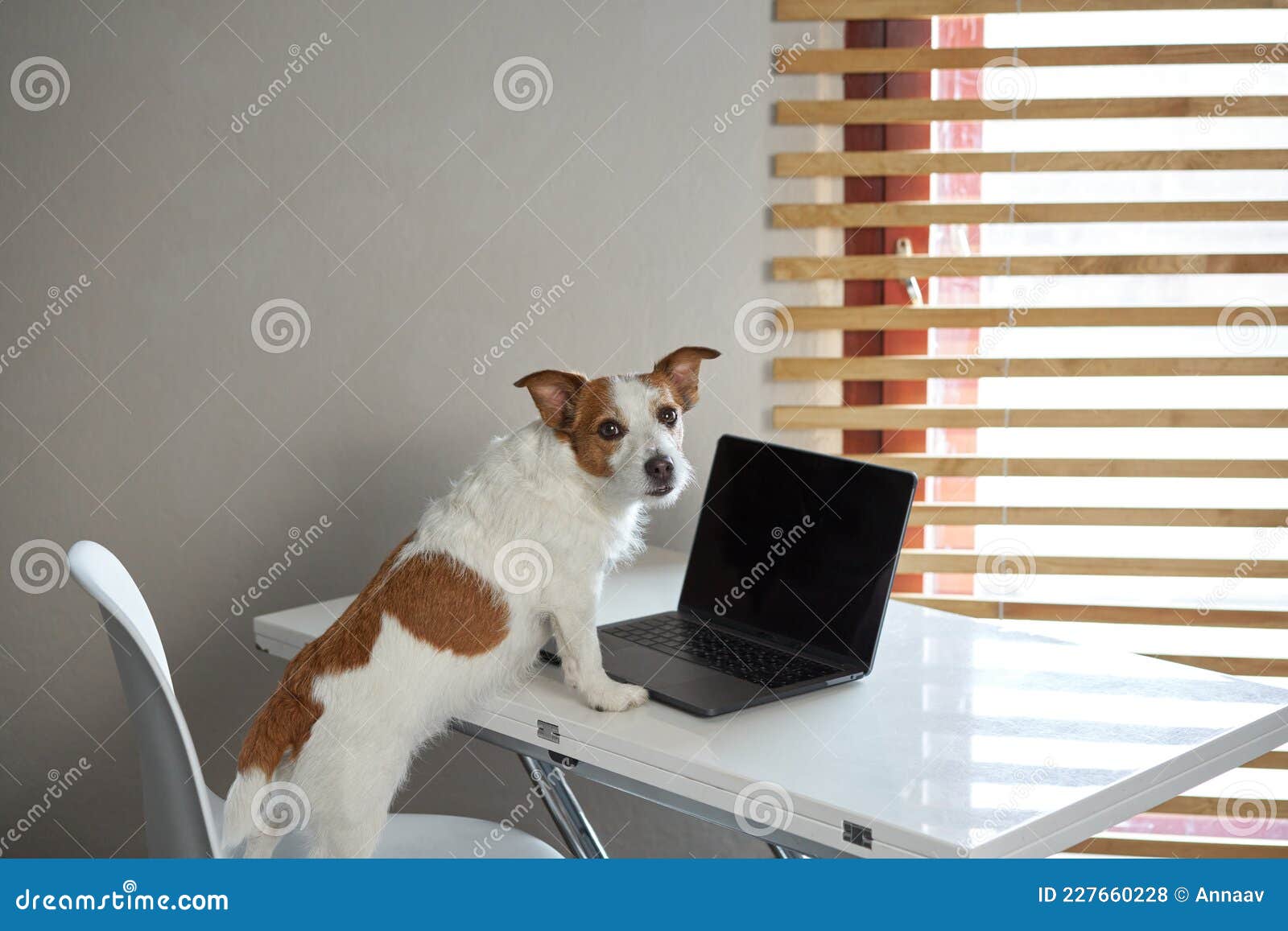 Dog Behind a Laptop. Jack Russell Terrier in a Light Office Stock Photo ...