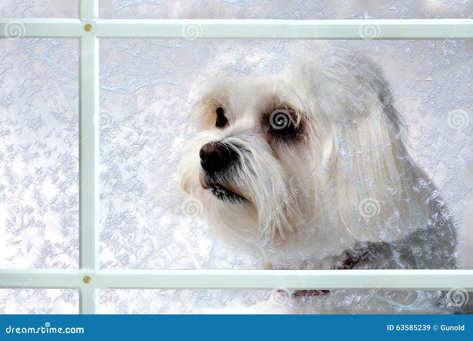 Dog behind a window stock image. Image of mammal, playfellow - 63585239
