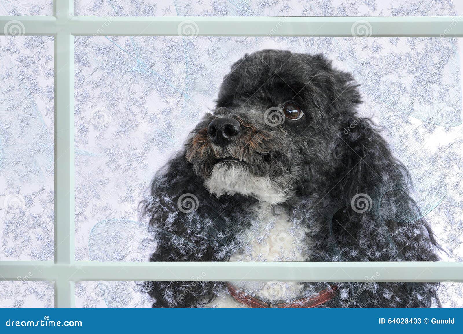 Dog behind a window stock image. Image of black, critter - 64028403