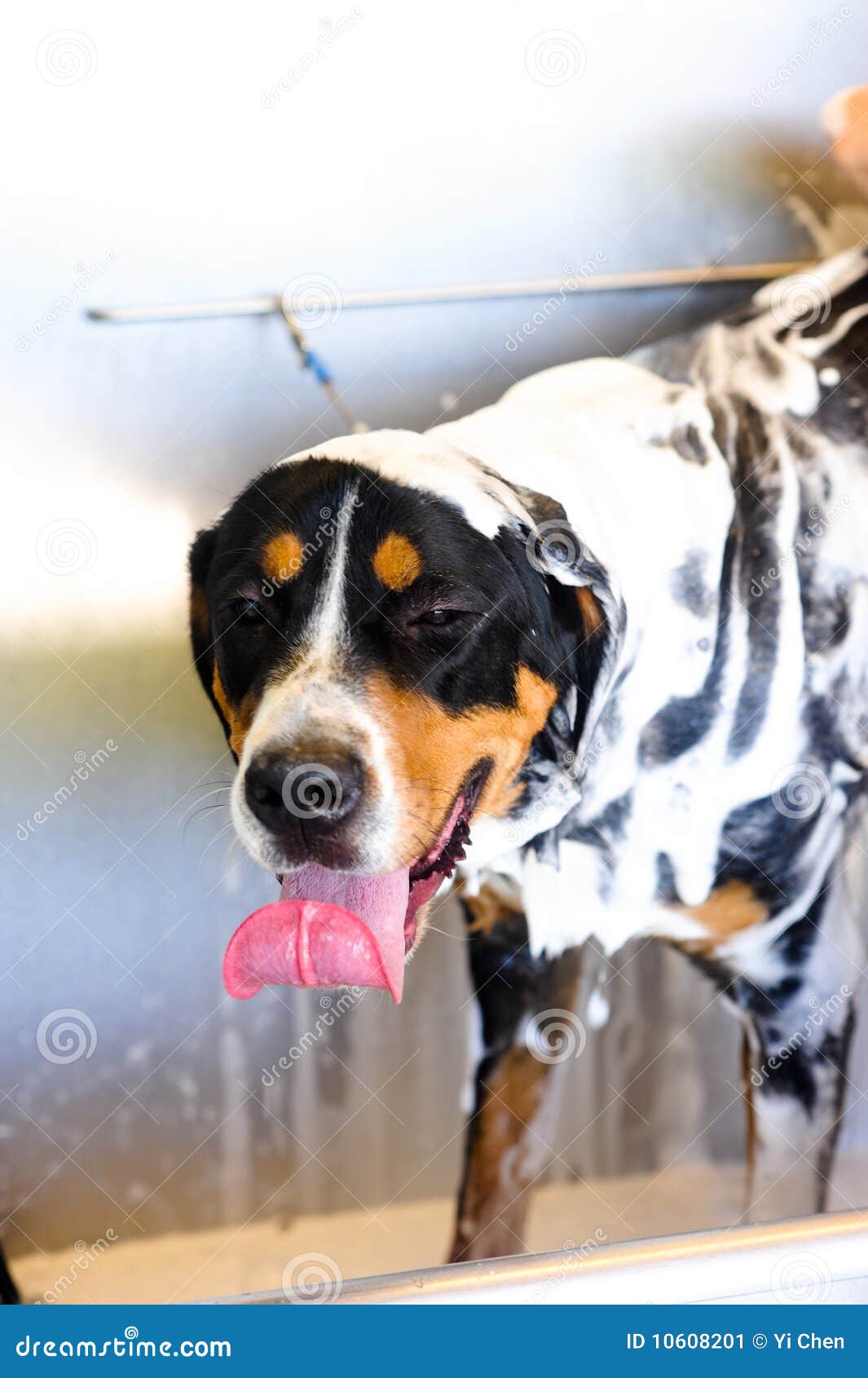 Dog being shampooed stock image. Image of animal, swiss - 10608201