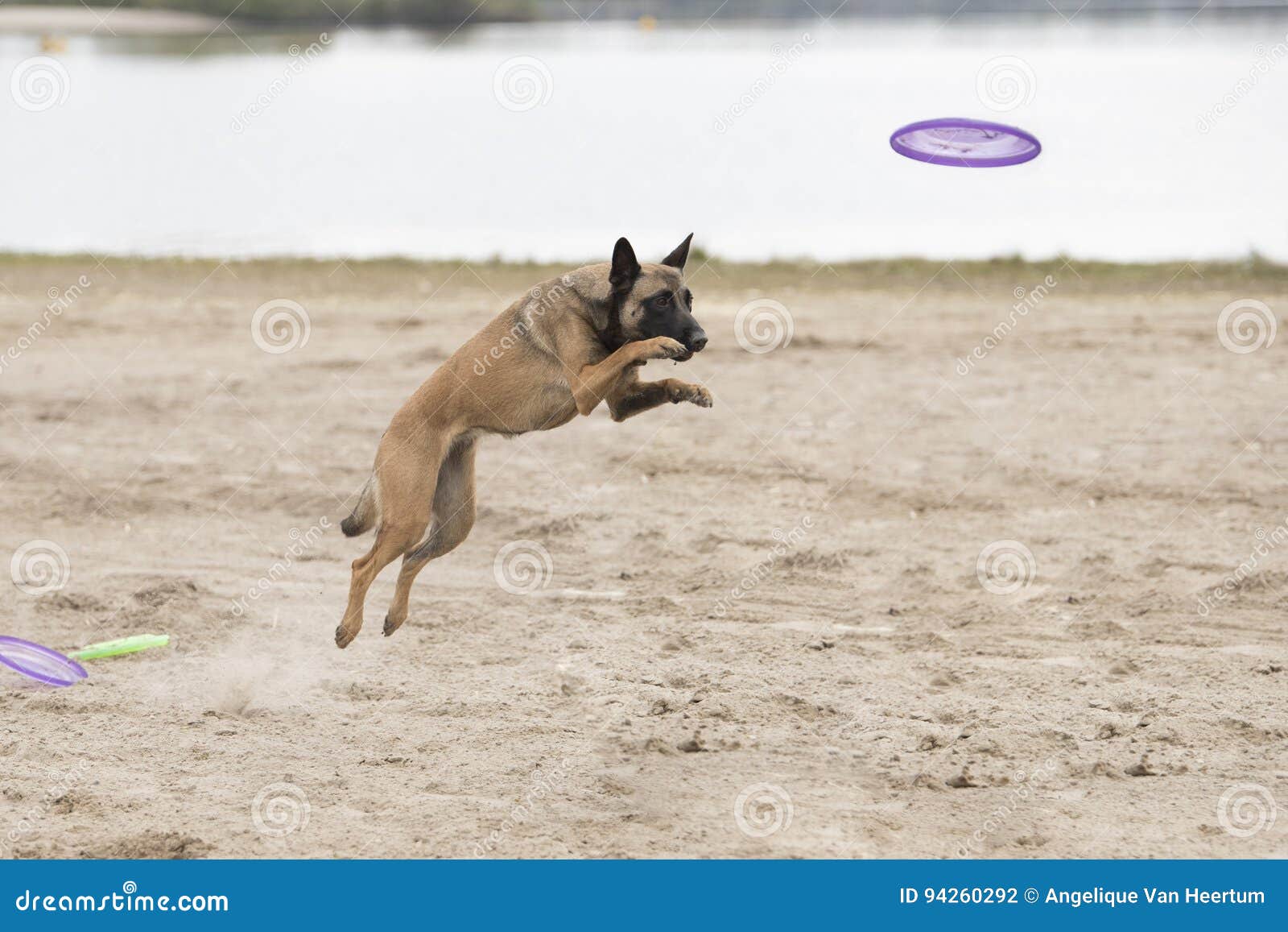 Dog, Belgian Shepherd Malinois, Jumping for Disk Stock Photo - Image of ...