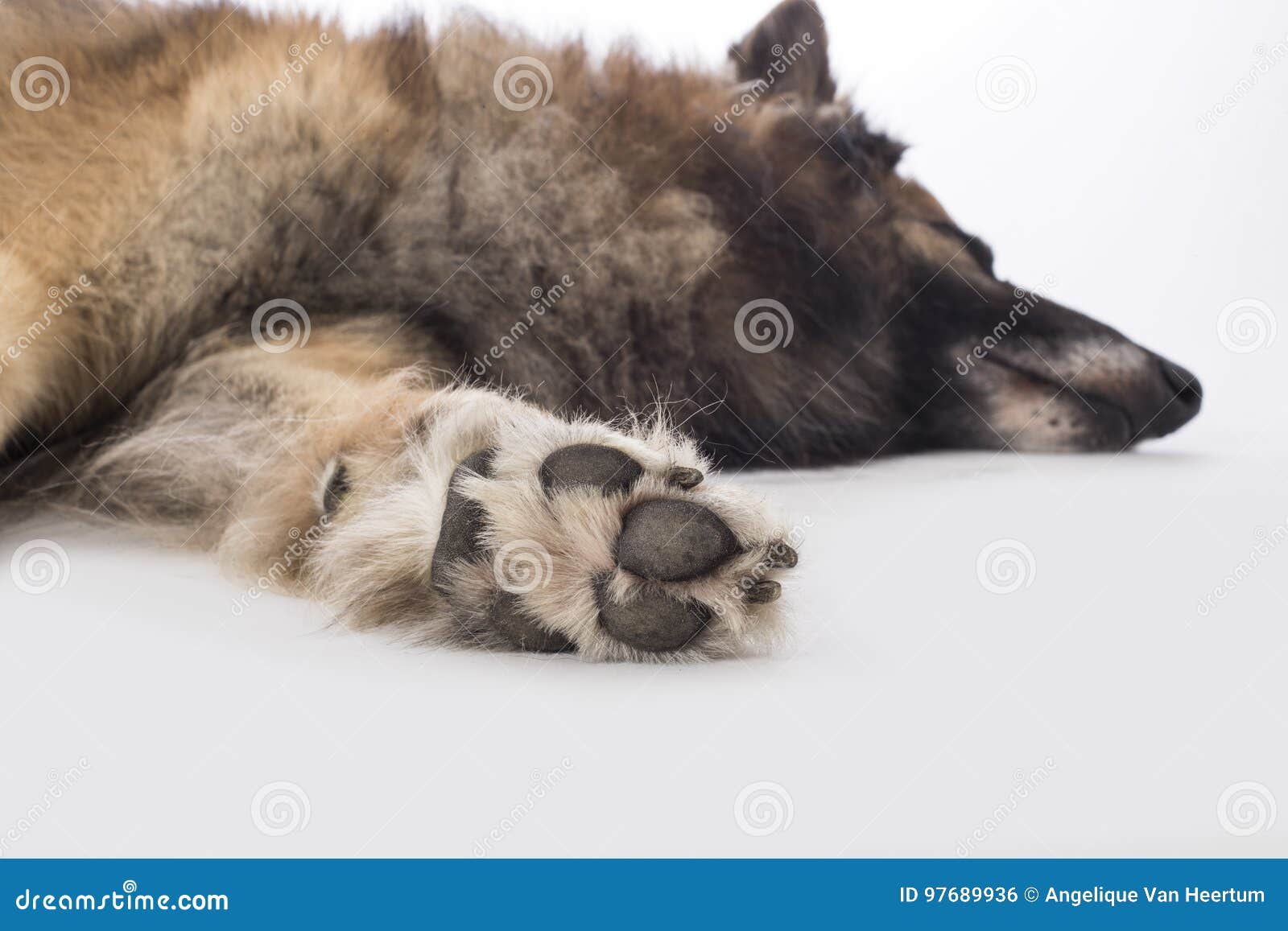 Dog, Belgian Shepherd Tervuren, Paw Stock Photo - Image of herding ...