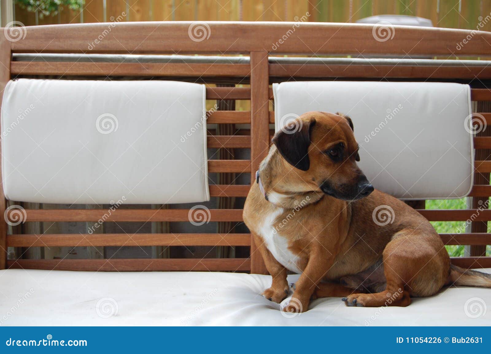 Dog on Bench stock photo. Image of daytime, bench, animal - 11054226