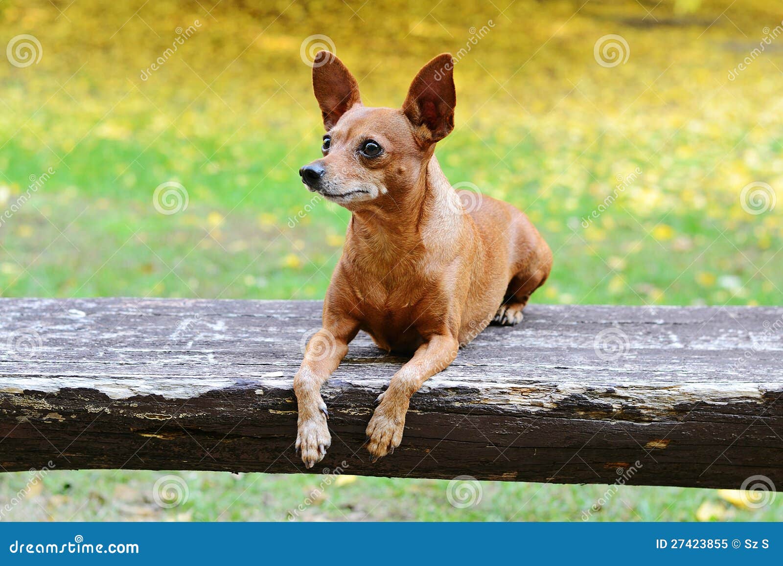 Dog on bench stock image. Image of park, brown, small - 27423855