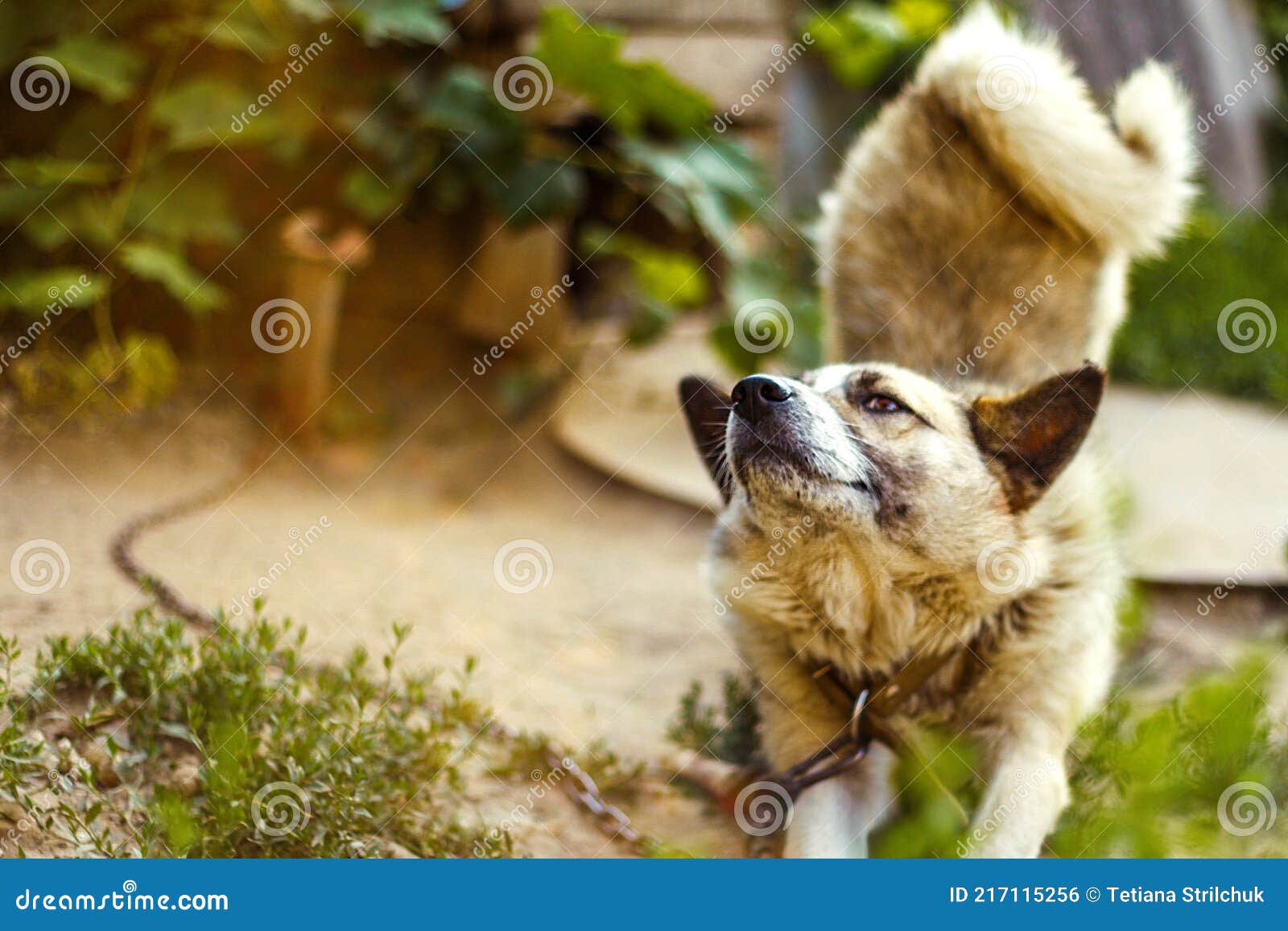 Dog Bends Near the Booth on a Green Blurred Background, Selective Focus ...