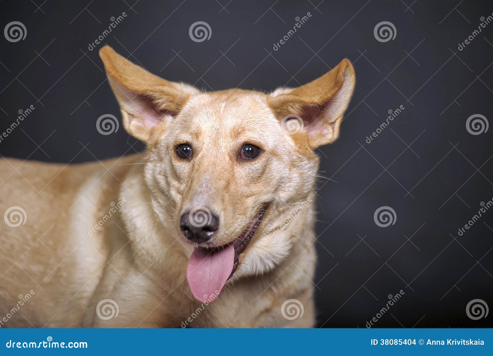 Dog with big ears stock photo. Image of animals, breed - 38085404
