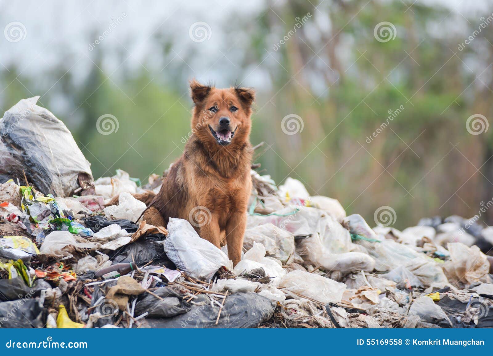 Dog on big garbage heap stock photo. Image of dirty, aged - 55169558
