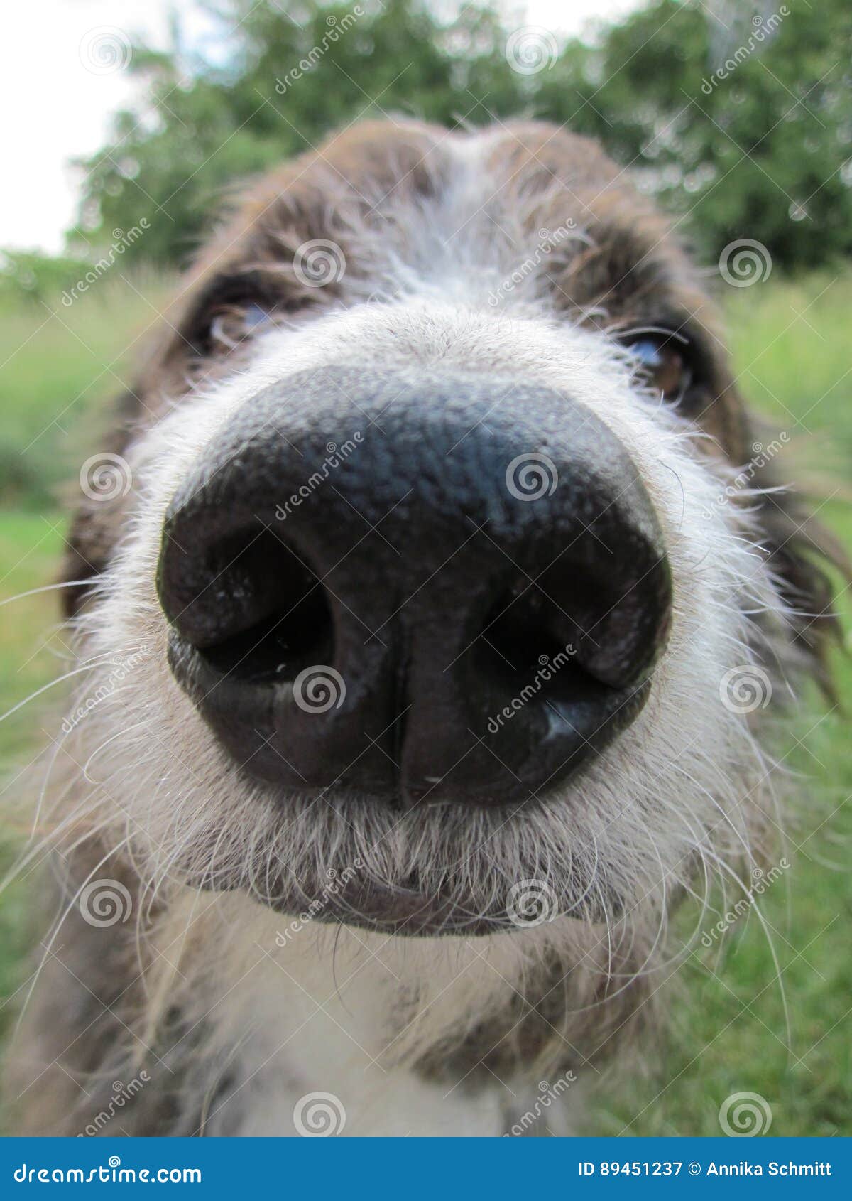 Dog stock image. Image of cute, nose, garden - 89451237