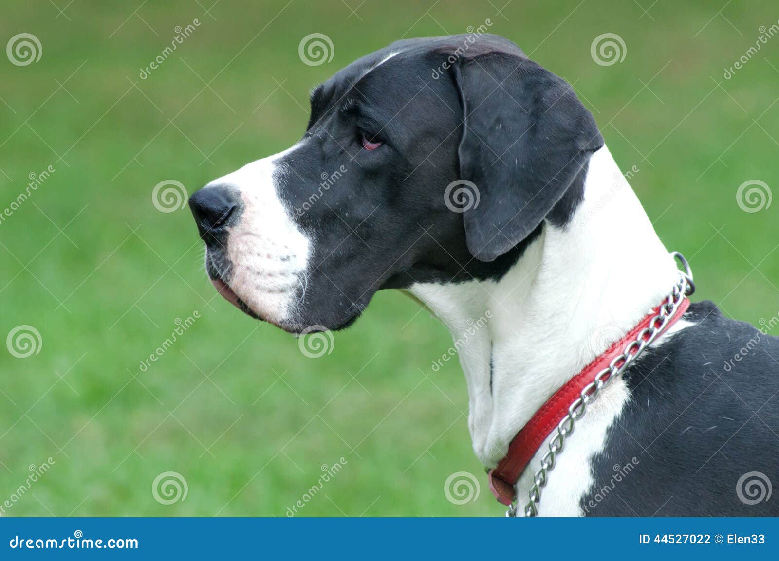 Dog stock photo. Image of animals, grass, black, breed - 44527022