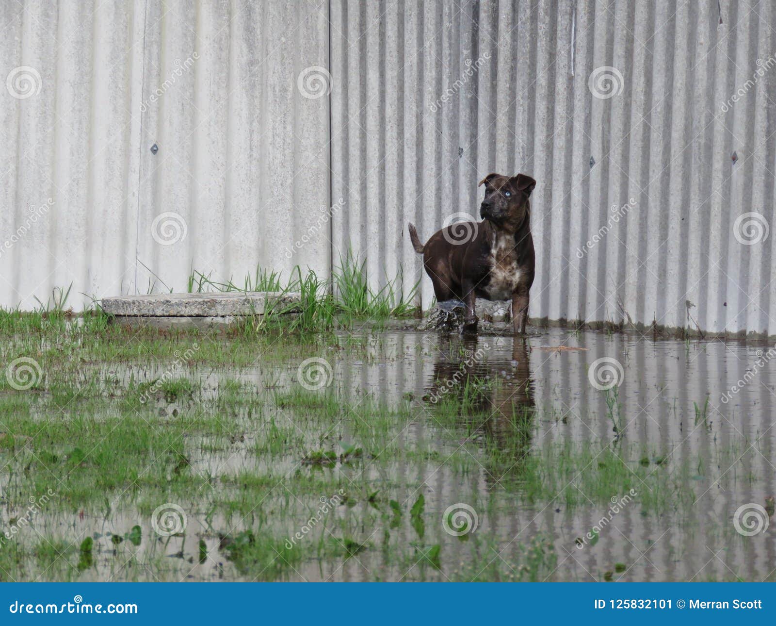 Big Puddle stock image. Image of blue, green, puddle - 125832101