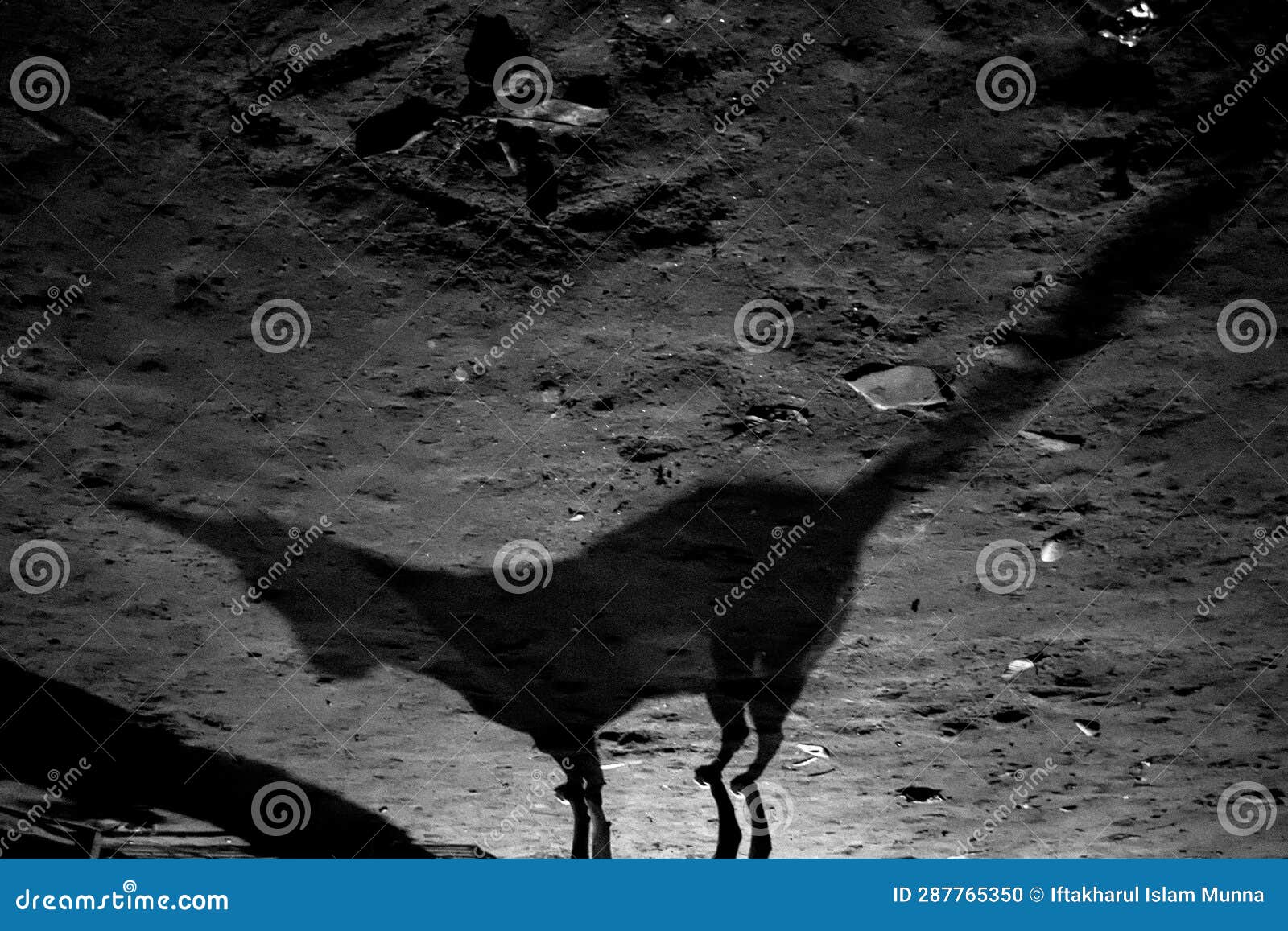 A dog with big shadows stock photo. Image of animal - 287765350