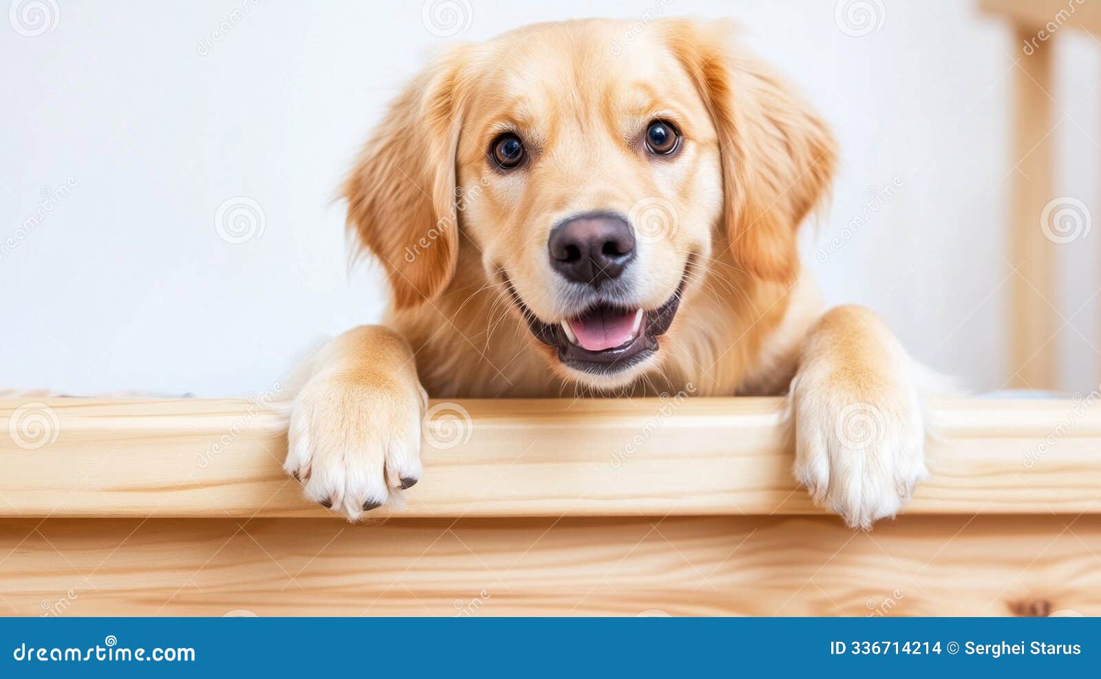 A Dog with a Big Smile on His Face Looking Over the Edge of Something ...