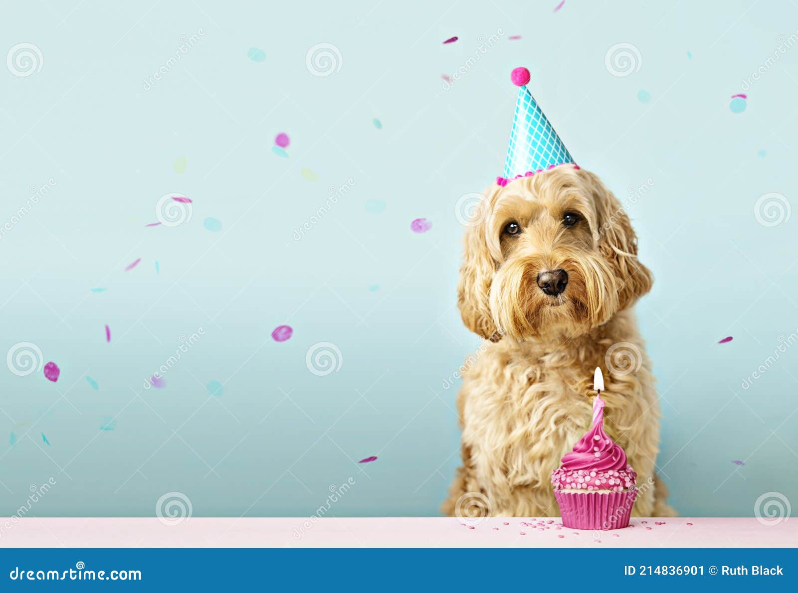 Dog with Birthday Cake and Confetti Stock Image - Image of amusing ...