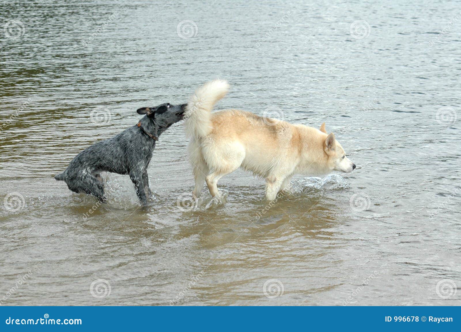 Dog Bite stock photo. Image of puppy, playful, chase, canine - 996678