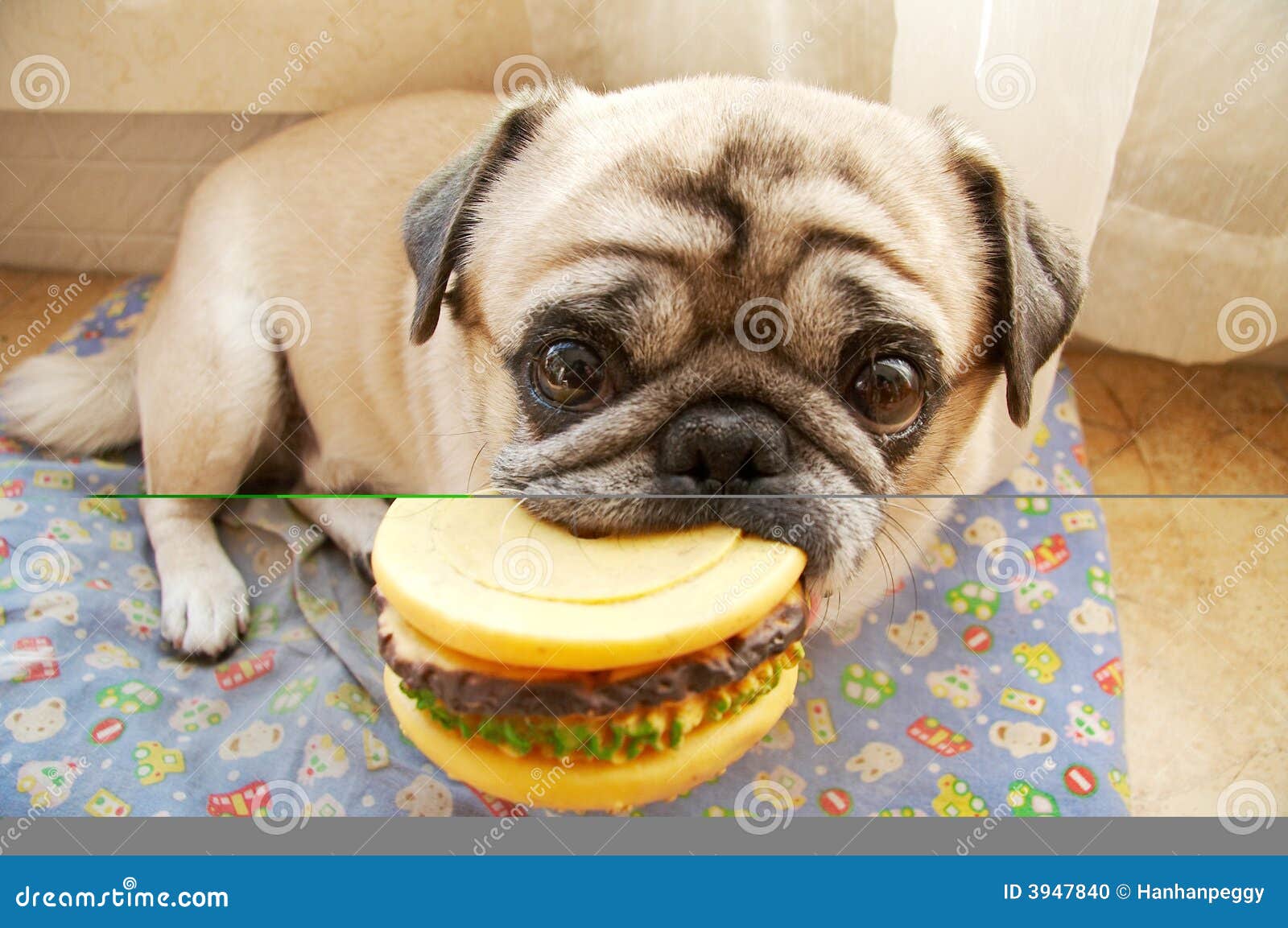 Can I Feed My Dog Hamburger
