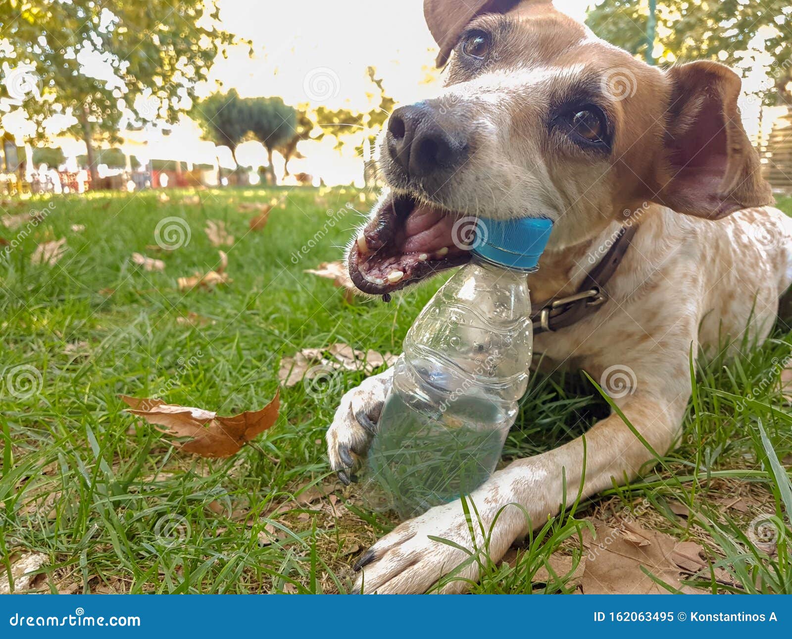 Dog Bite Plastic Botlle of Water Stock Image - Image of conservation ...
