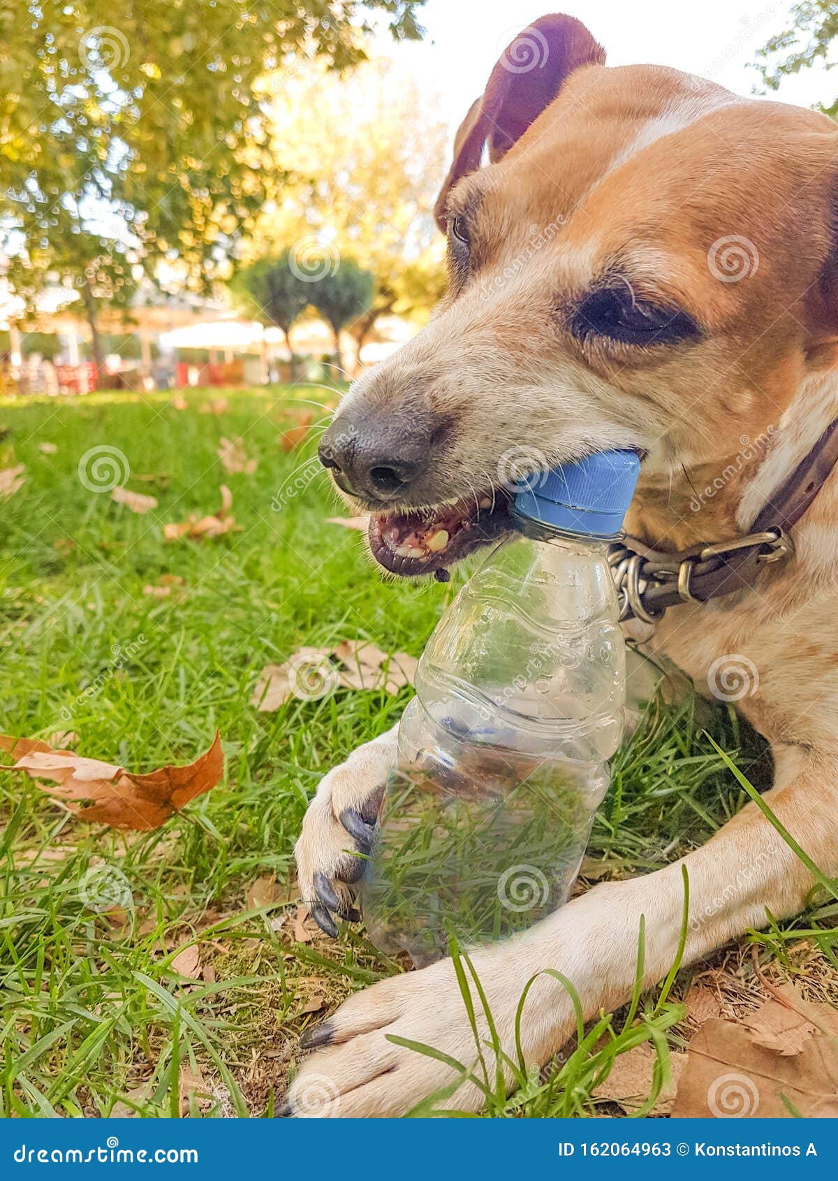 Dog Bite Plastic Botlle of Water Stock Image - Image of blue, biting ...