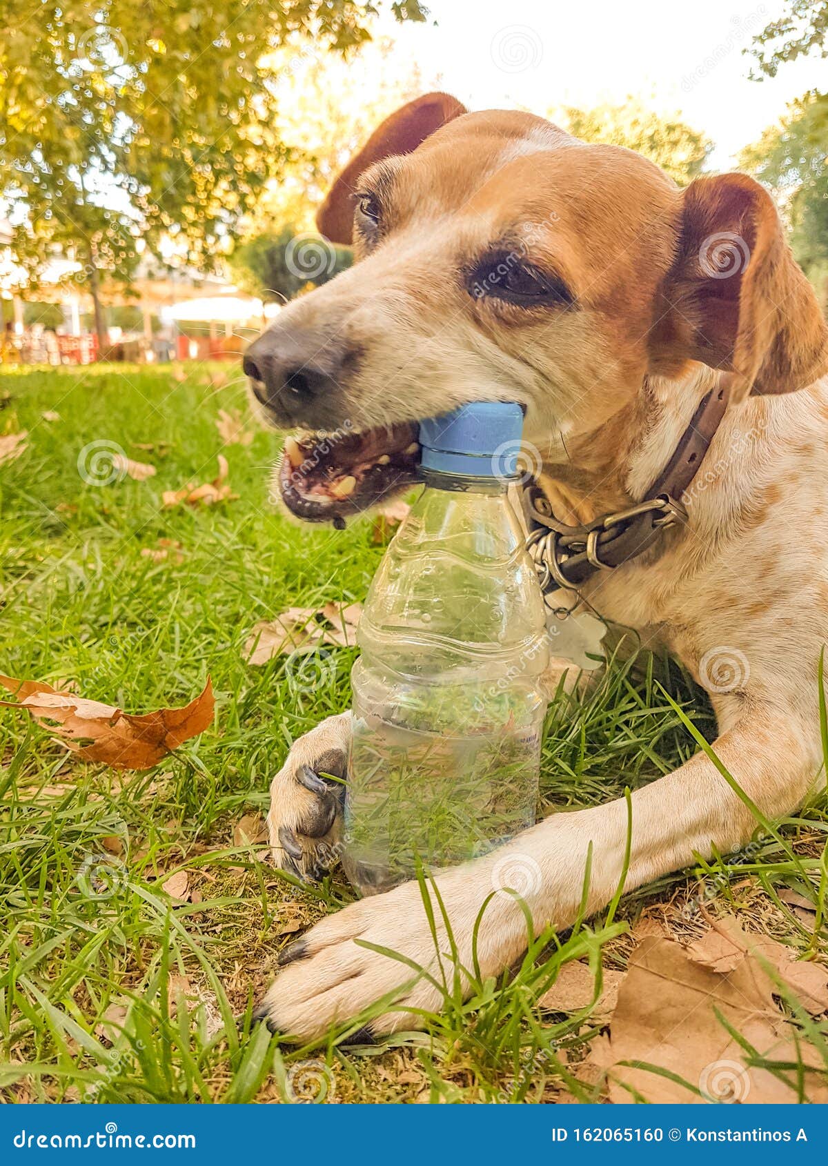 Dog Bite Plastic Botlle of Water Stock Photo - Image of green ...