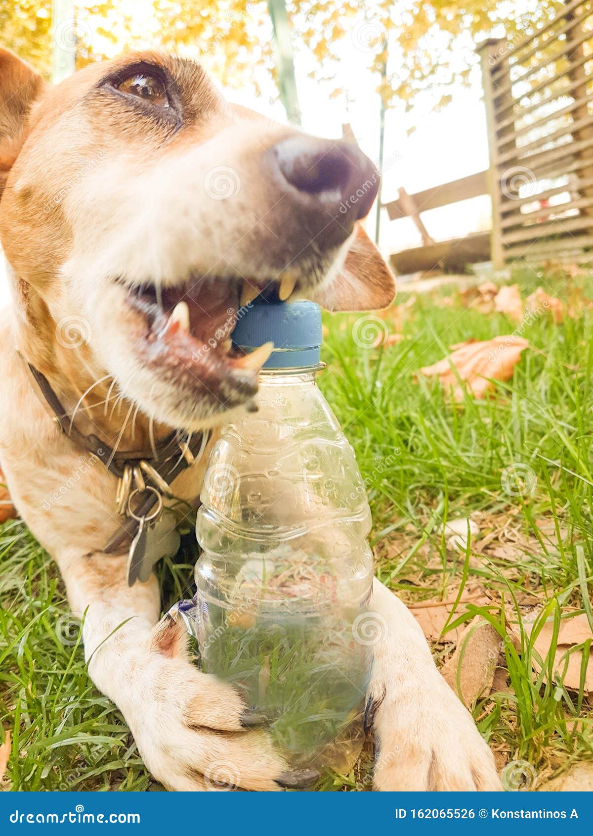 Dog Bite Plastic Botlle of Water Stock Photo - Image of blue, black ...