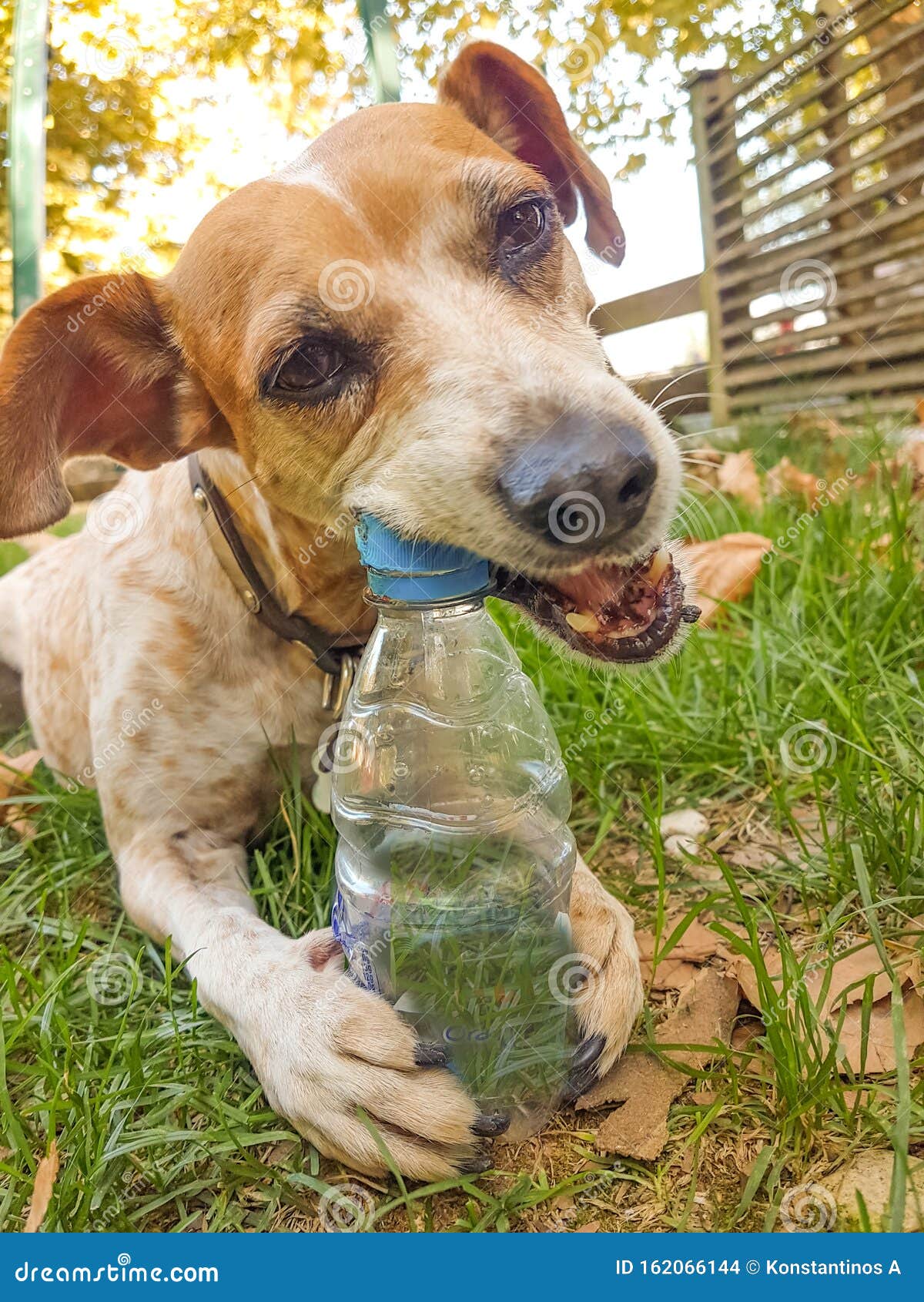 Dog Bite Plastic Botlle of Water Stock Photo - Image of ecology, junk ...