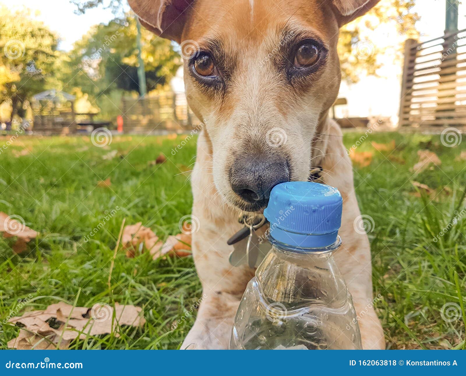Dog Bite Plastic Botlle of Water Stock Photo - Image of environmental ...