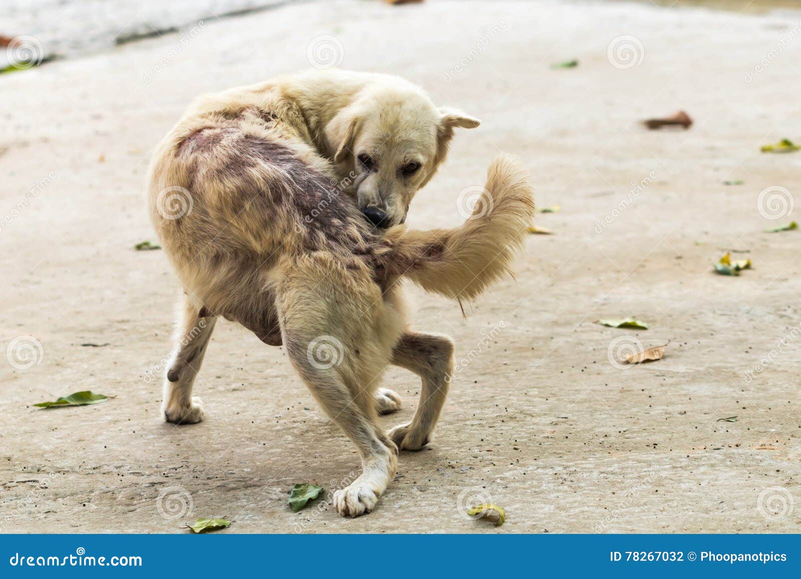 Dog bites back stock photo. Image of white, looking, boxer - 78267032