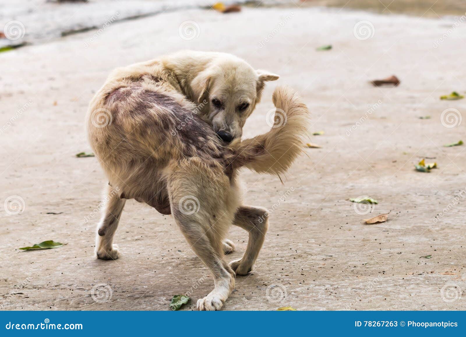Dog bites back stock image. Image of tongue, bite, canine - 78267263