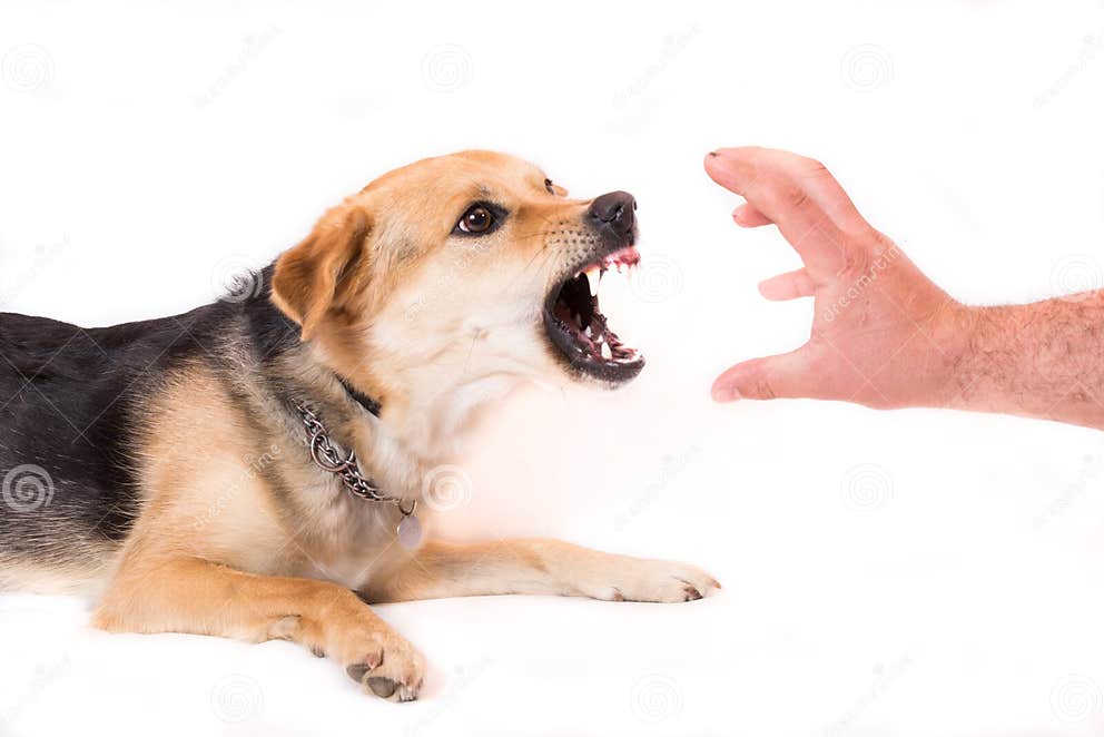 Dog biting hand stock photo. Image of biting, domestic - 31847126