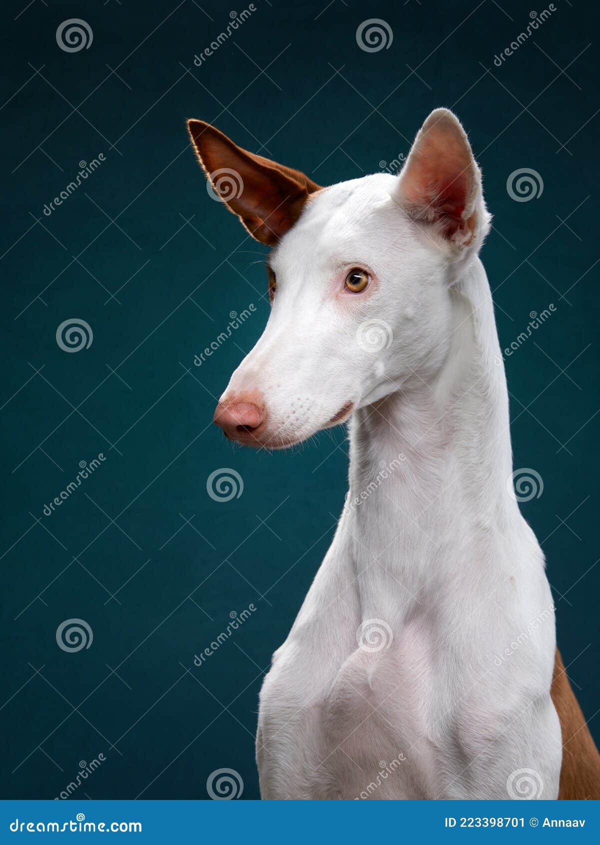 Dog on a Black Background in the Studio. Slim Spanish Greyhound ...