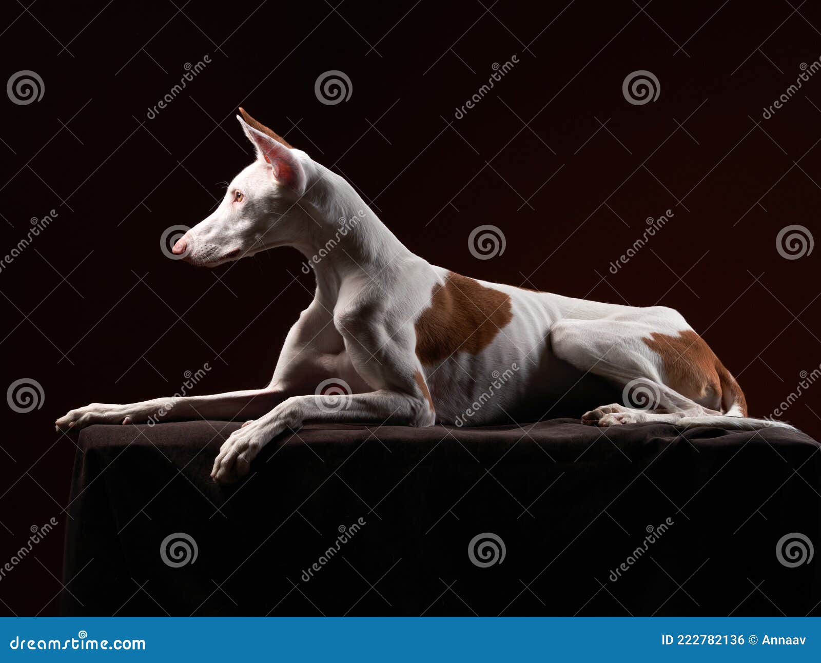 Dog on a Black Background in the Studio. Slim Spanish Greyhound ...