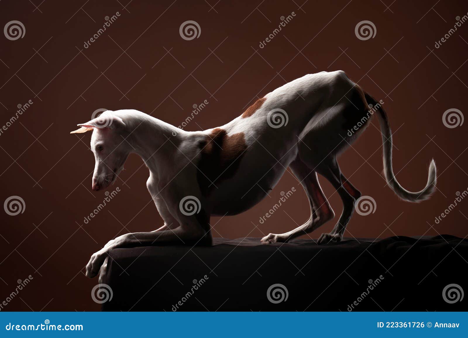 Dog on a Black Background in the Studio. Slim Spanish Greyhound ...