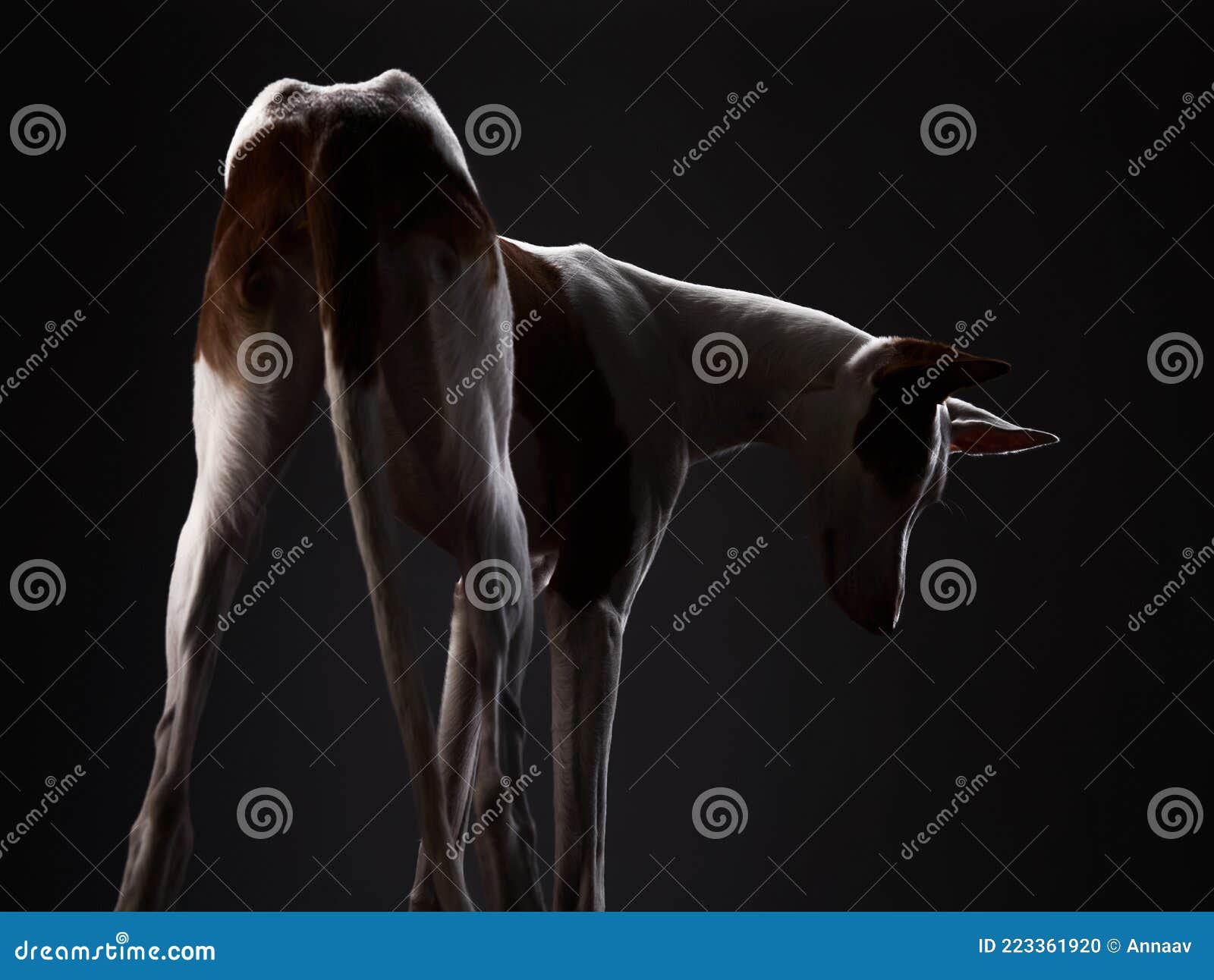 Dog on a Black Background in the Studio. Slim Spanish Greyhound ...