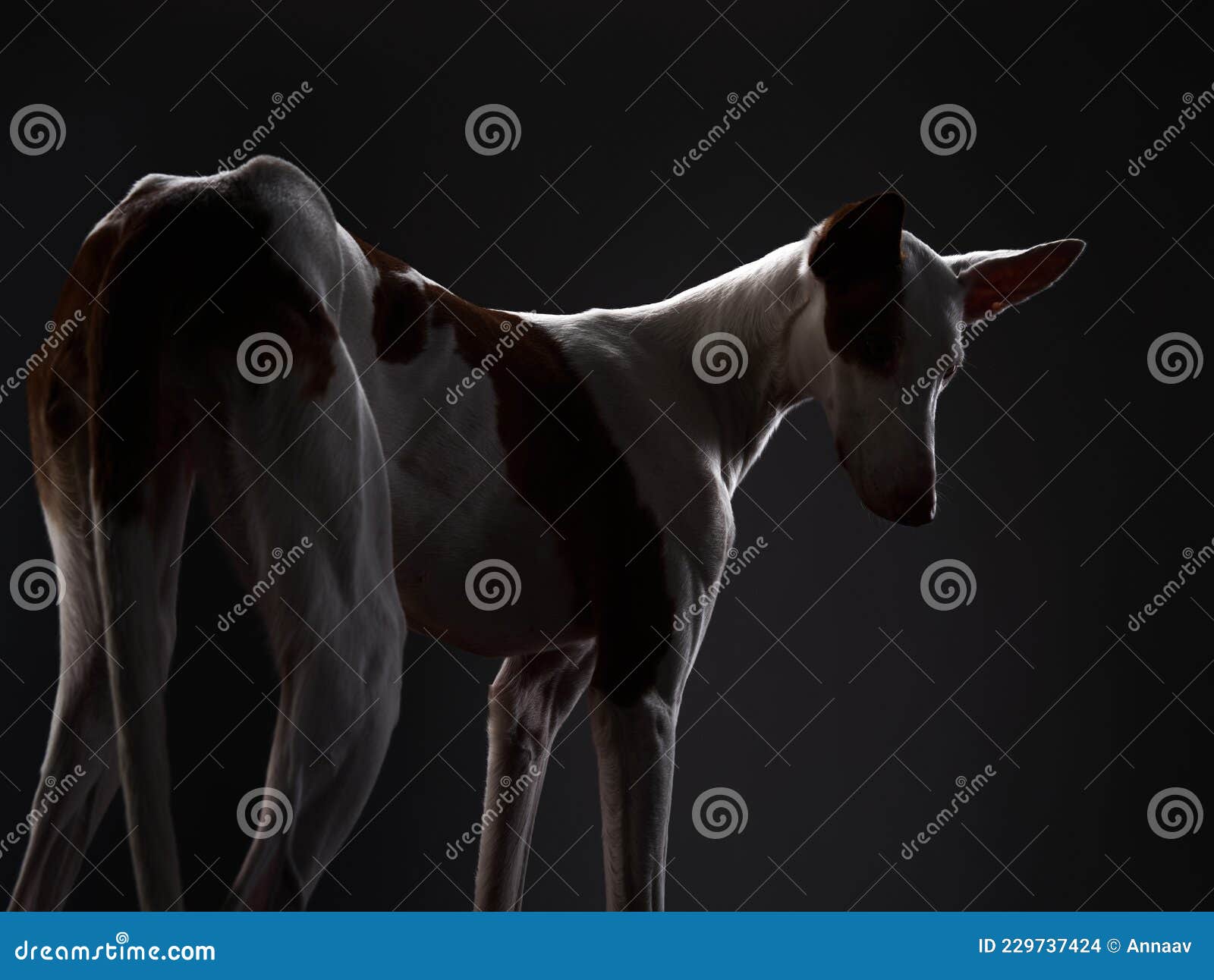 Dog on a Black Background in the Studio. Slim Spanish Greyhound ...