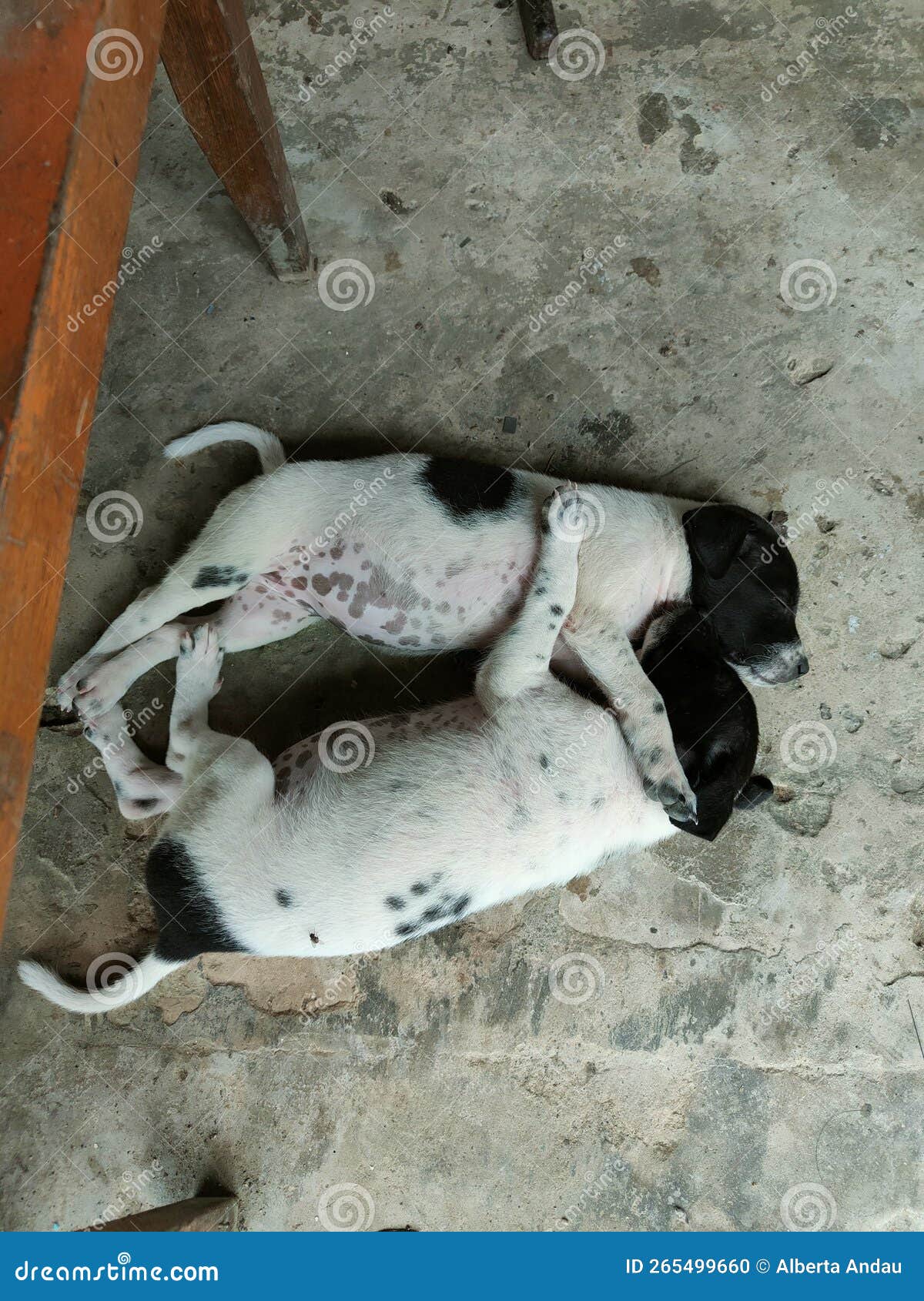 Dog black drawing peluk stock photo. Image of wildlife - 265499660