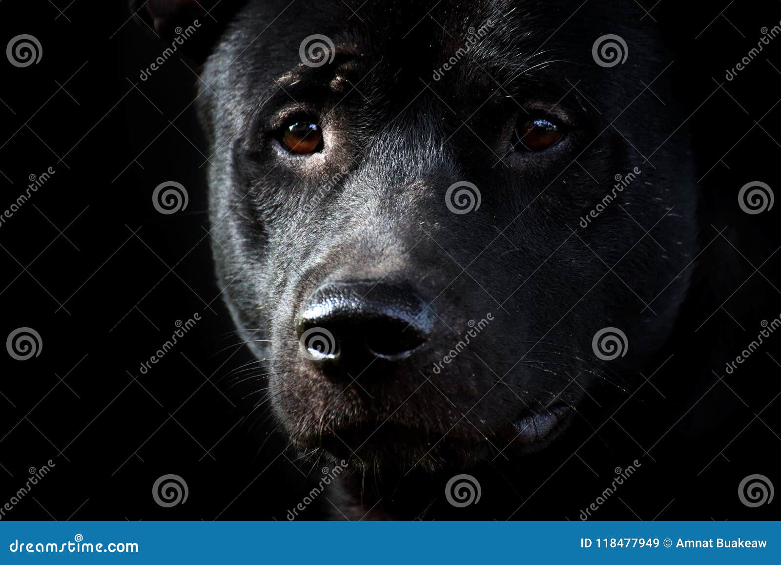 Dog, Black Dog Face, Sad Dog Close Up Stock Image - Image of close ...