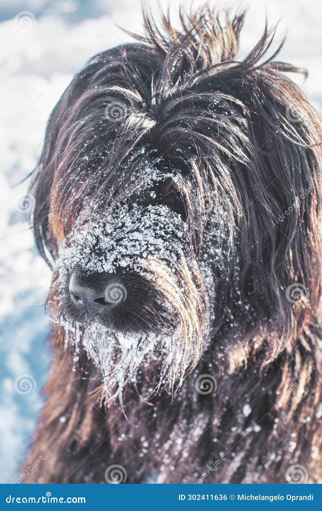 A Dog with Black Fur and a Snowy Muzzle Stock Photo - Image of mammal ...