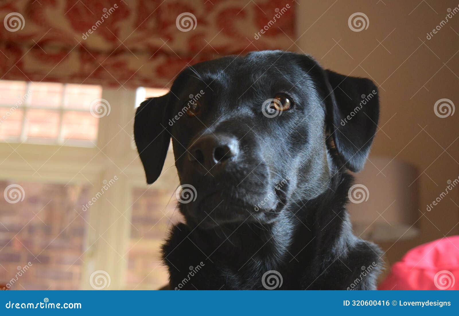 Dog Black Lab Face Close Up at Home. Stock Photo - Image of domestic ...