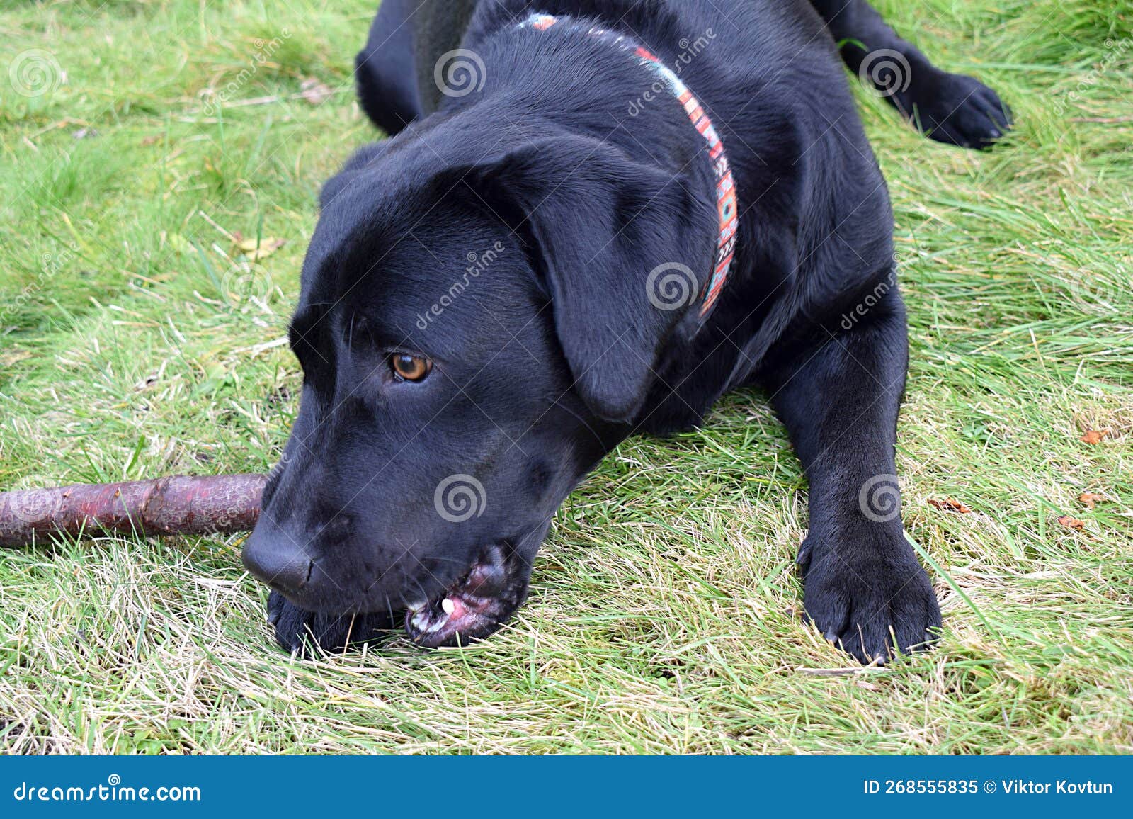 Dog Black Labrador Close-up on the Background of the Lawn Stock Image ...