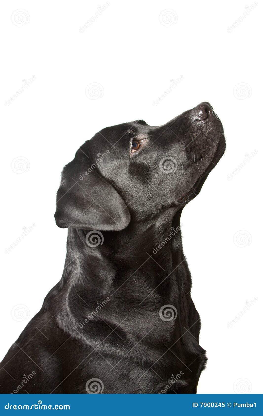 Black Labrador Dog In A Field Stock Photography | CartoonDealer.com ...