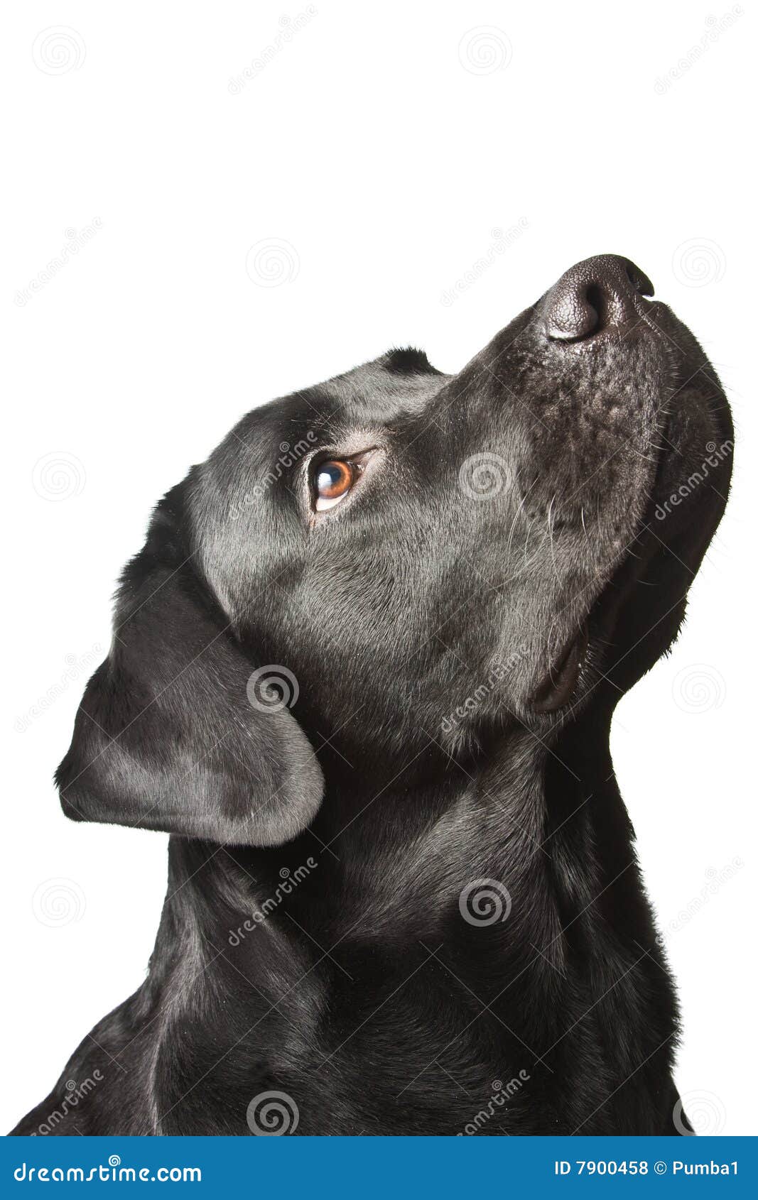 The Dog Black Labrador Looks Upwards. Stock Photo - Image of isolated ...