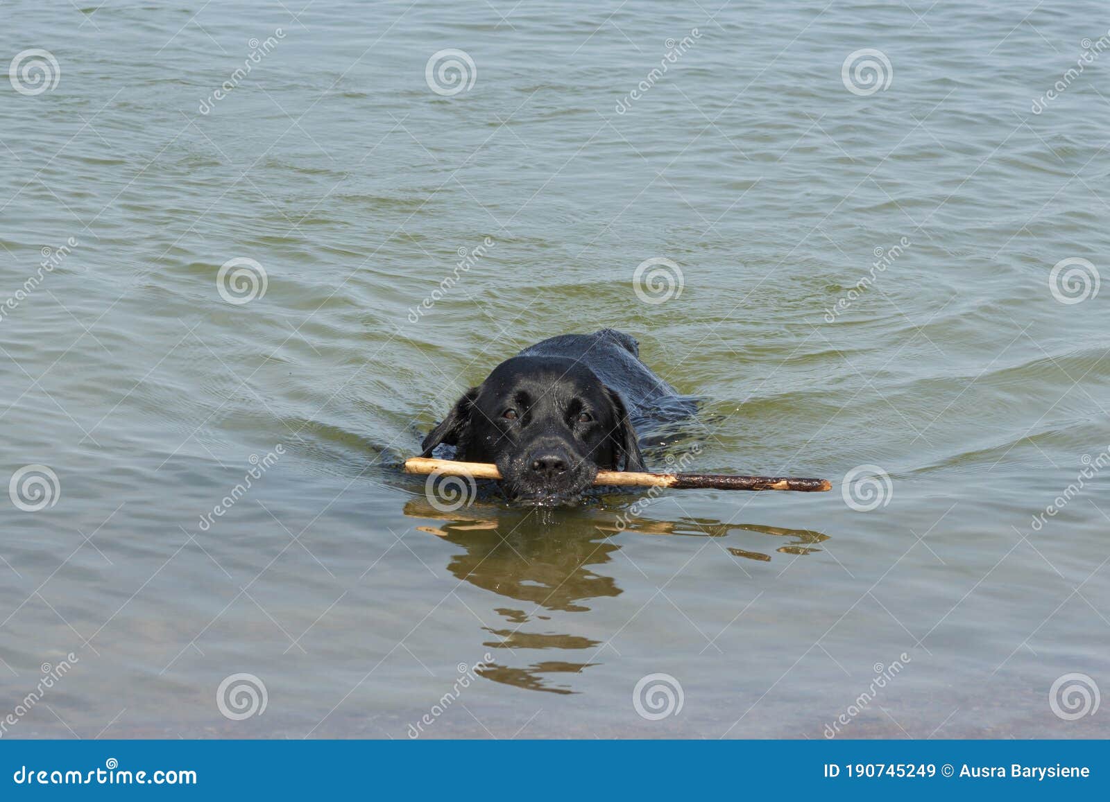 Dog, Black Labrador Retrieving a Stick from the Water. Stock Image ...