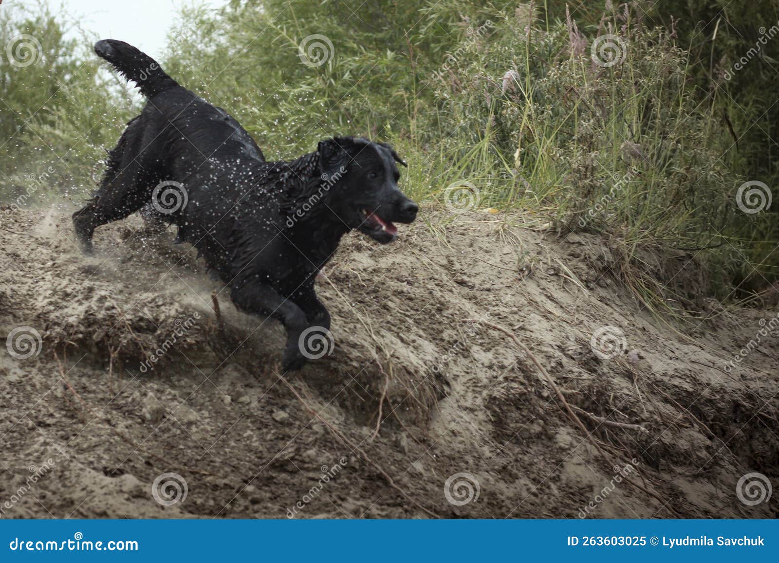 Dog, Black Labrador Runs Down the Mountain Stock Image - Image of ...
