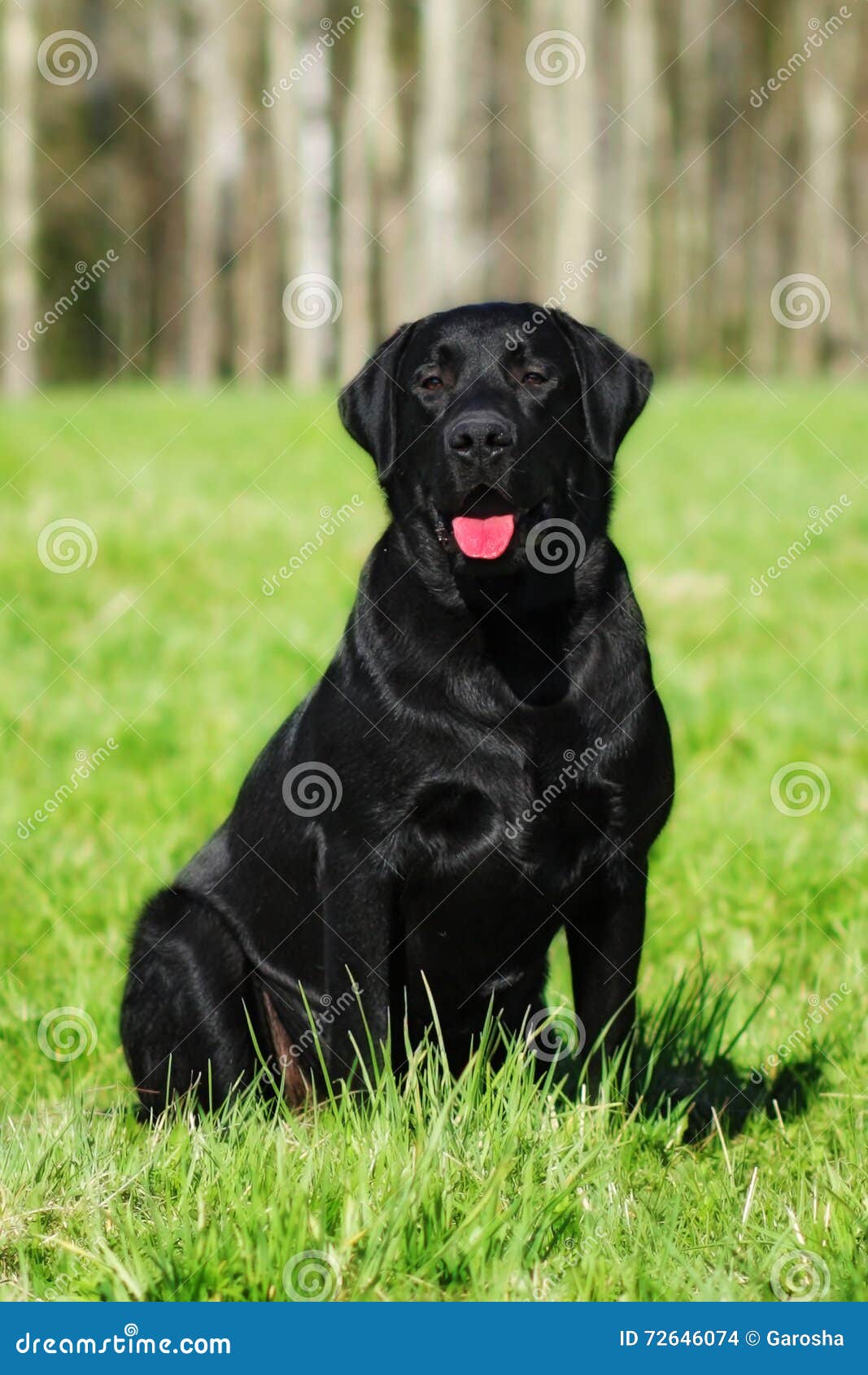 Dog black Labrador sitting stock photo. Image of hunter - 72646074