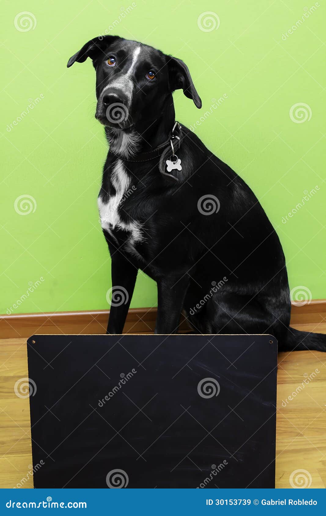 Dog with Sign stock image. Image of black, trained, clever - 30153739